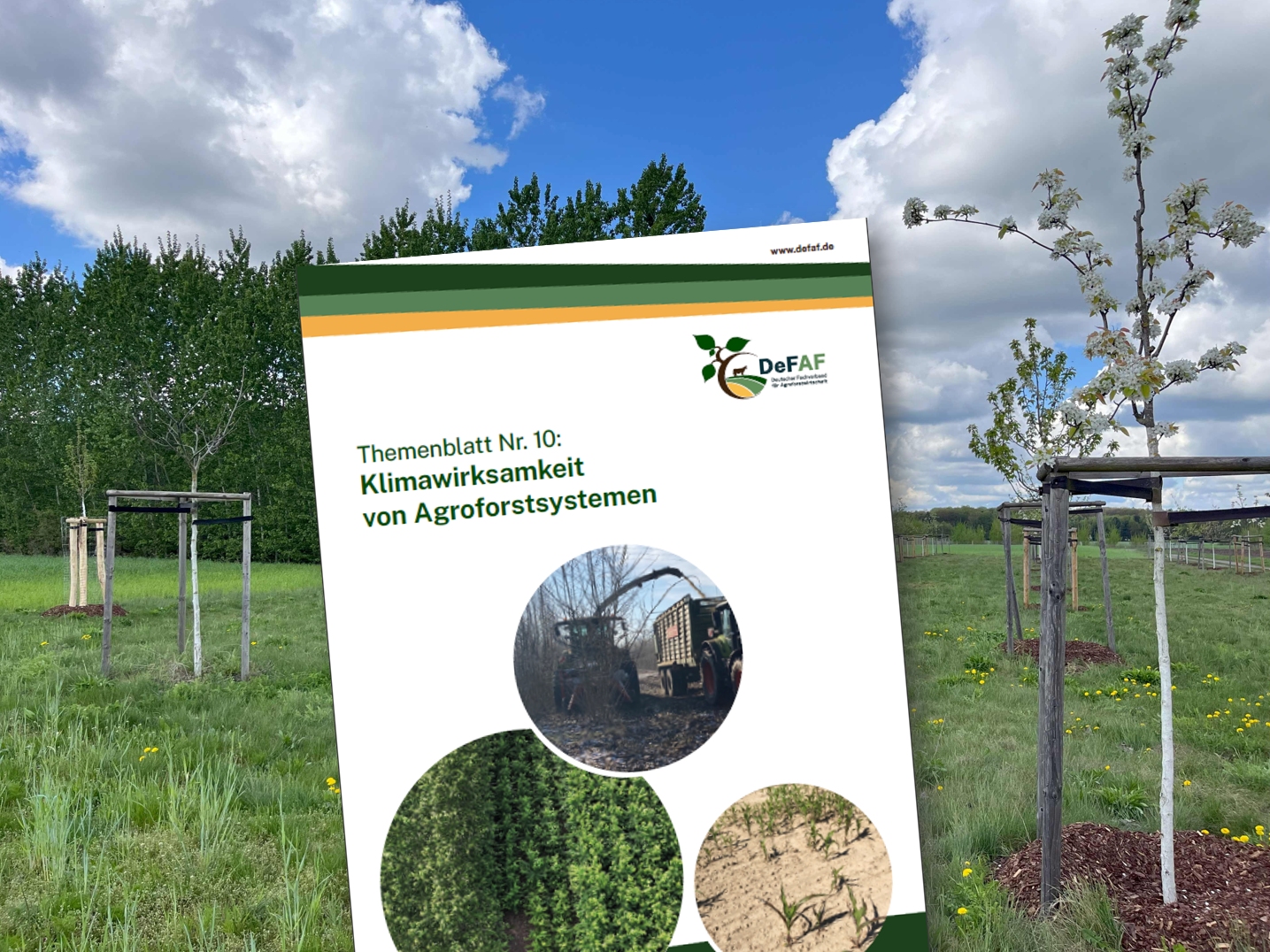 Themenblatt #10: "Klimawirksamkeit von Agroforstsystemen" veröffentlicht | DEFAF e.V.